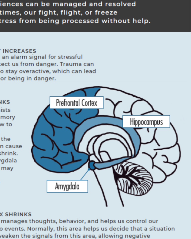 Trauma and the Brain - EMDR International Association